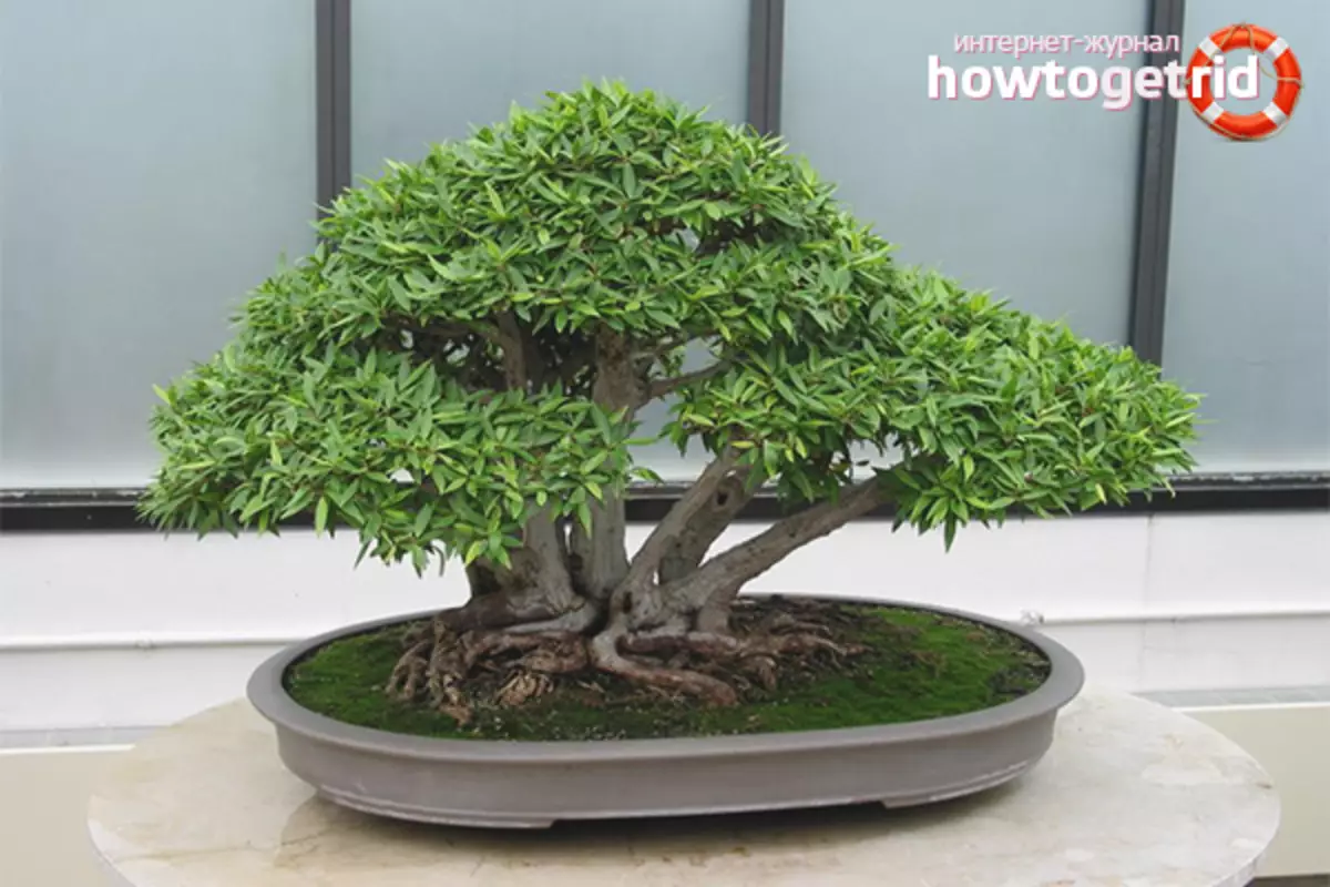 Bagaimana untuk mengembangkan bonsai