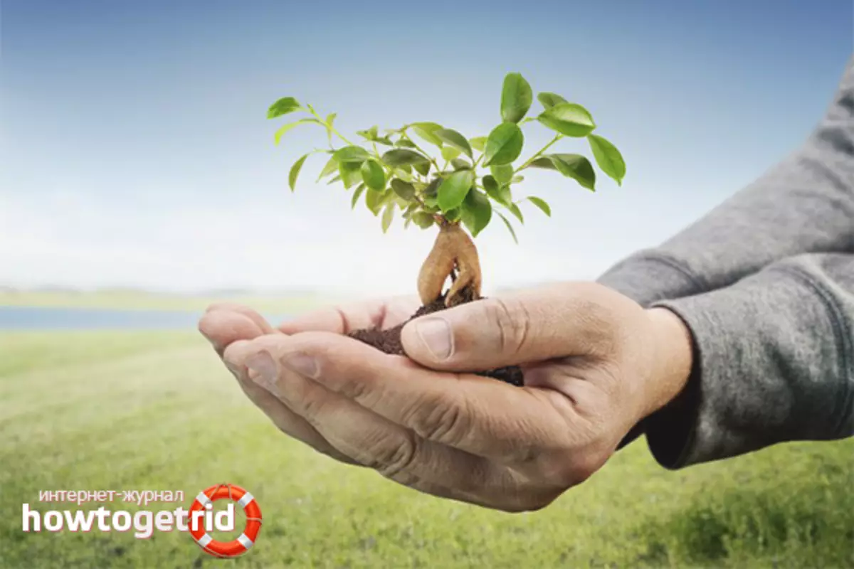 Bonsai Tree Care