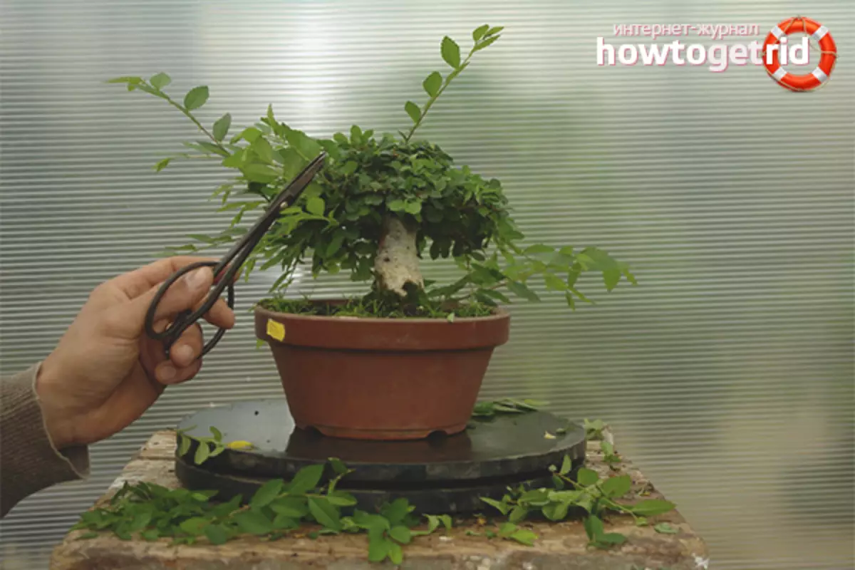 Como formar uma árvore bonsai