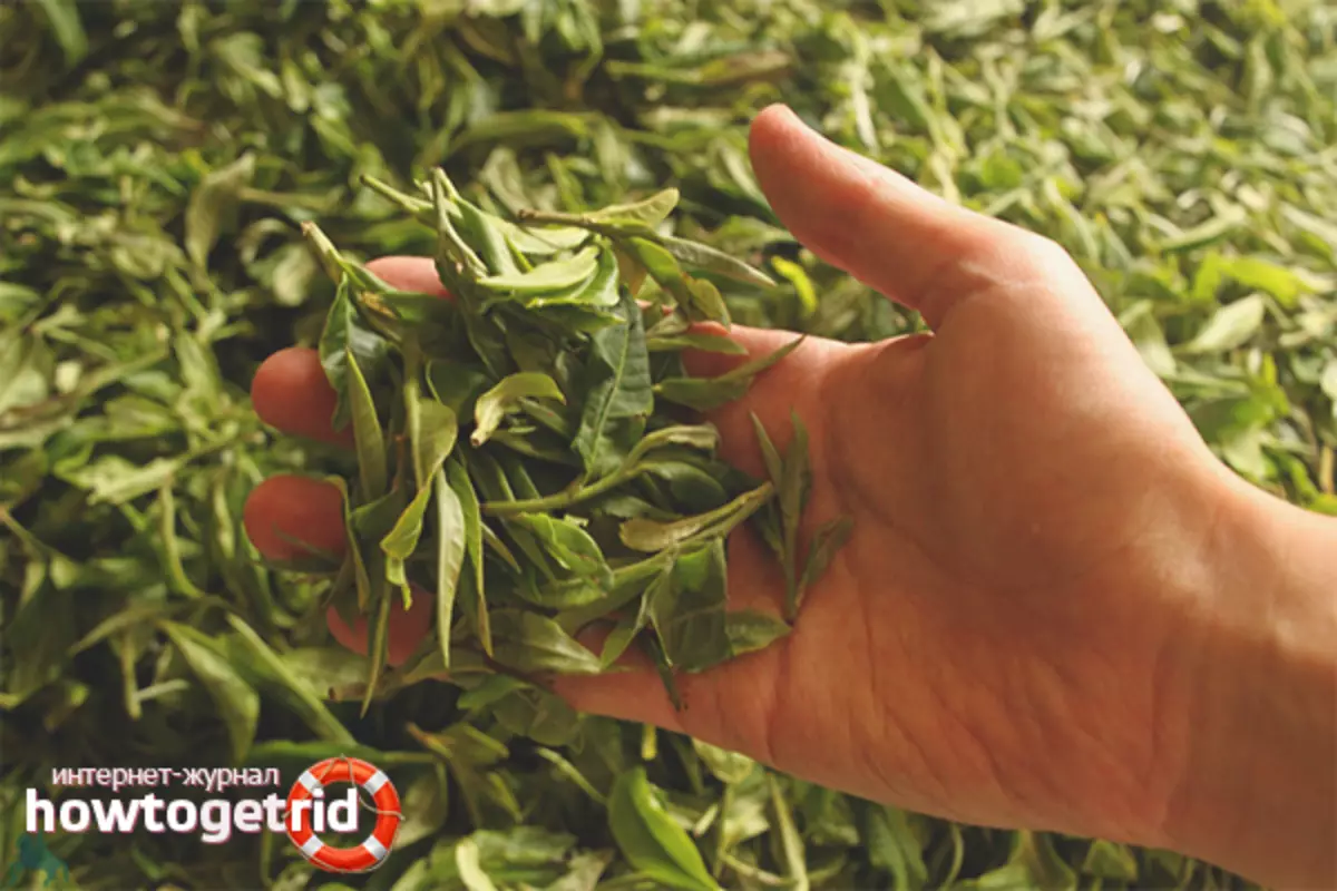 Como recoller un rendemento de té