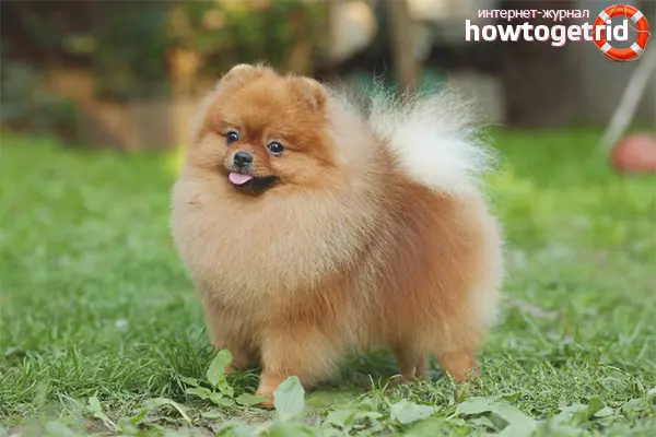 Pomeranian Spitz.