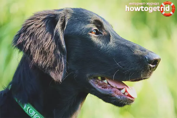 Straight retriever