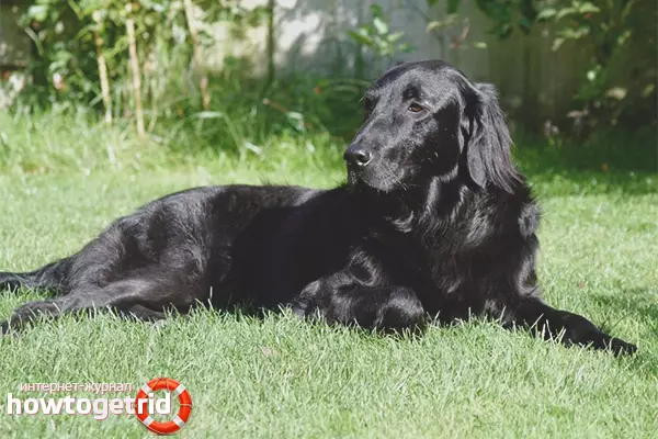 সরাসরি retriever কন্টেন্ট জন্য নিয়ম