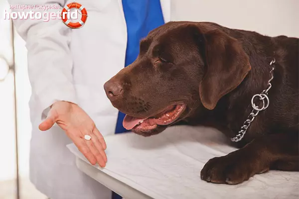 Bir köpek aspirin vermek mümkün mü