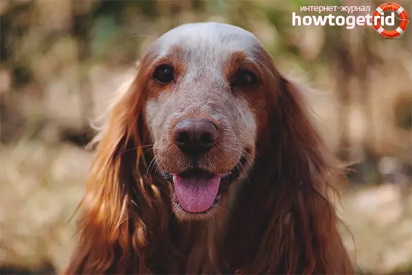 Russisk jagt spaniel.