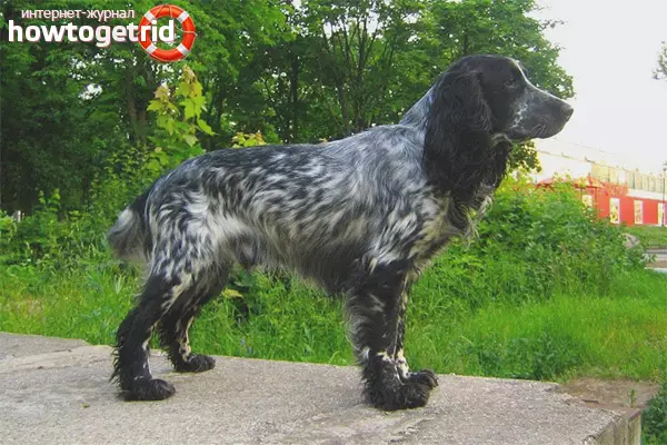 The character of Russian hunting spaniel