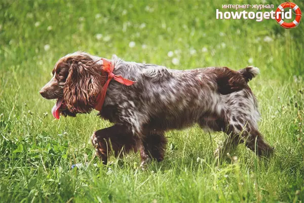 Indholdet af russisk jagt spaniel