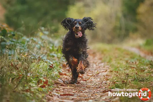 Hunde opdrætter russisk jagt spaniel