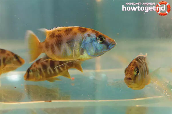 Aquarium Fish Gold Leopard