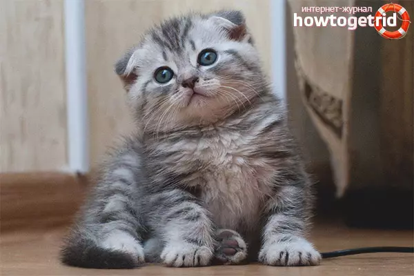 Kittens Scottish Fold Care