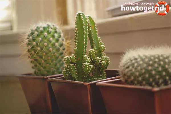 An féidir liom cacti a choinneáil sa bhaile