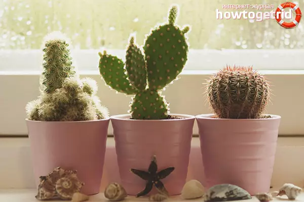 Signos asociados con cactus no apartamento