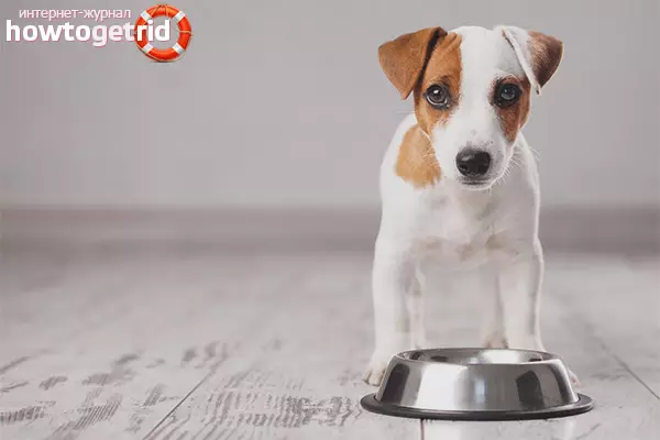 Günde kaç kez bir köpek yavrusu beslemeniz gerekir