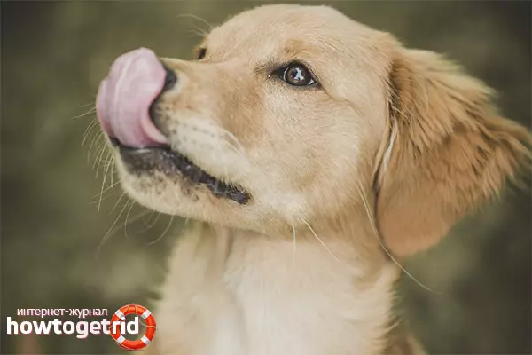 Köpek sürekli yalıyor