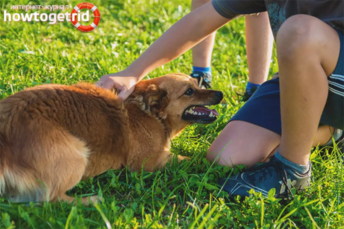 Hoe om 'n hond te leer aan die span 