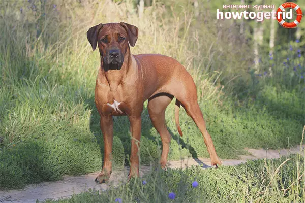 Rhodesian Ridgeback.