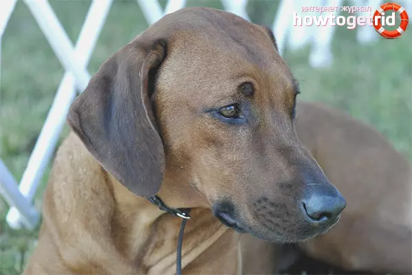 Povaha Rhodesian Ridgeback