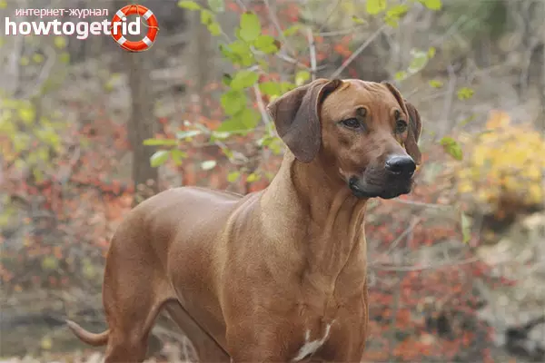 Omsorg og vedlikehold av rhodesian ridgeback