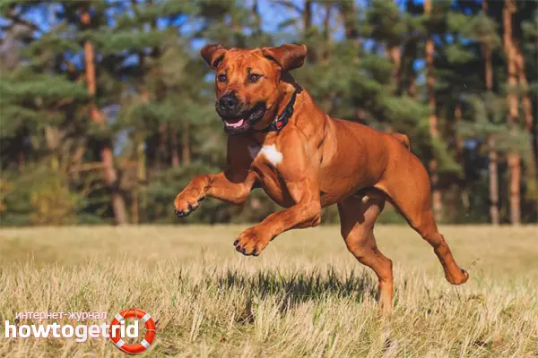 Leser Ridgeback.