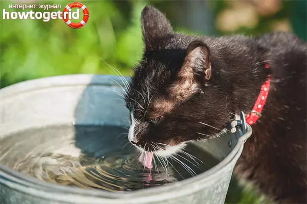 Il gatto beve molta acqua