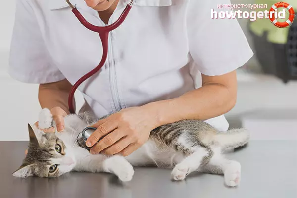 Gravidez falsa em gatos