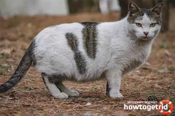 Ki jan ekstèn manifeste yon fo gwosès nan chat