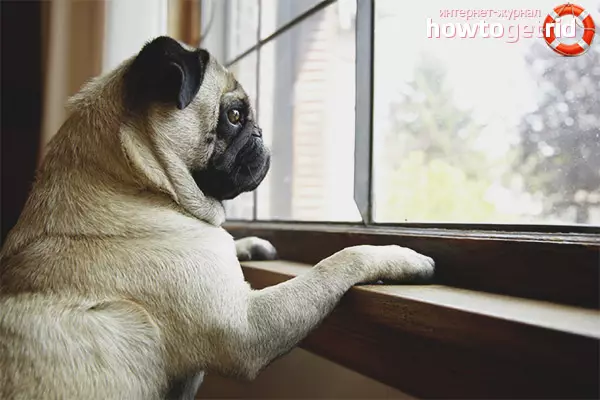 Wéi een Hond ze léieren fir en Haus ze bleiwen