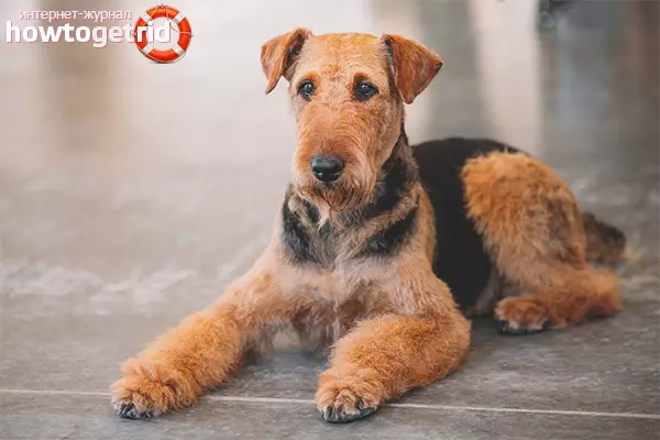 Airedale