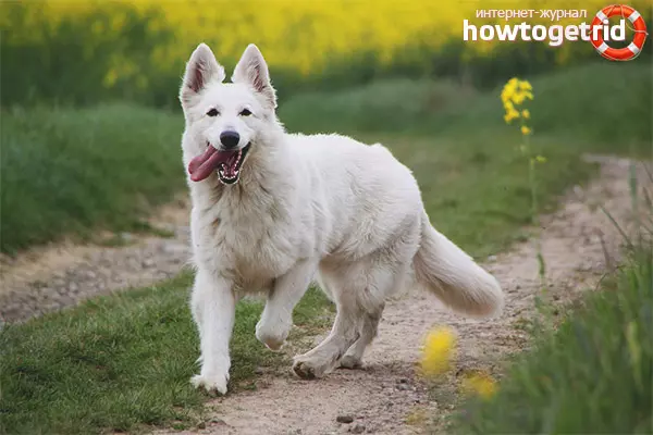 Ak swişe çopan häsiýeti