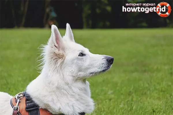 Dogs de raza Shepherd Swiss White