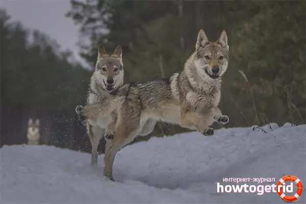 Kuidas hoida Tšehhoslovakk VLCHAKOV