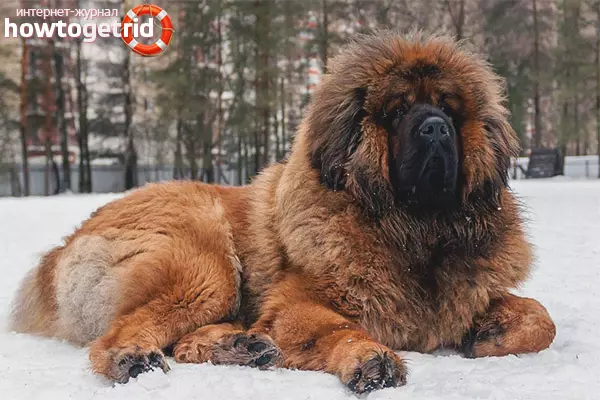 Tibetan mastiff