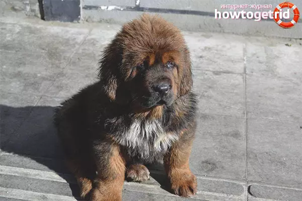 Pendidikan Tibet Mastino