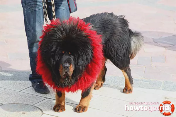 Contido e coidado dos Mastiffs Tibetanos