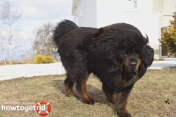 Normas da raza de mastiff tibetano