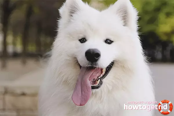 Samoyed Laika.