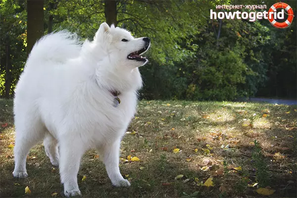 Paano mag-aalaga para sa self-call husky.