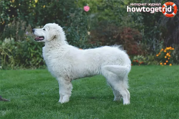 Hoe een puppy Slowaakse kerk te kiezen