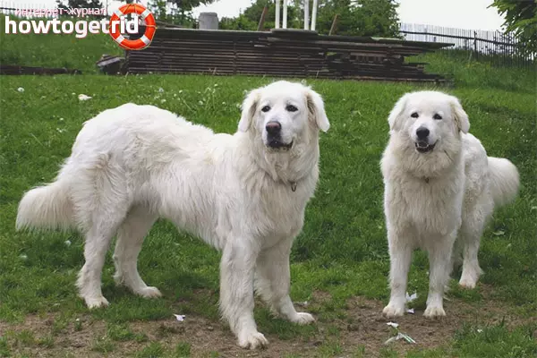 Kandungan Breed Dog Slovak Chuvach