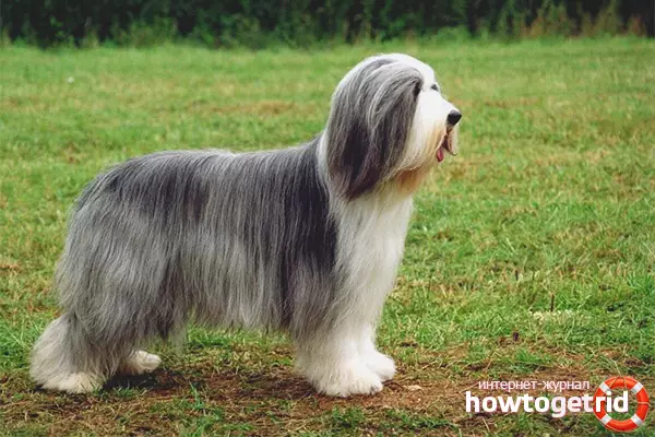 Bearded Collie.