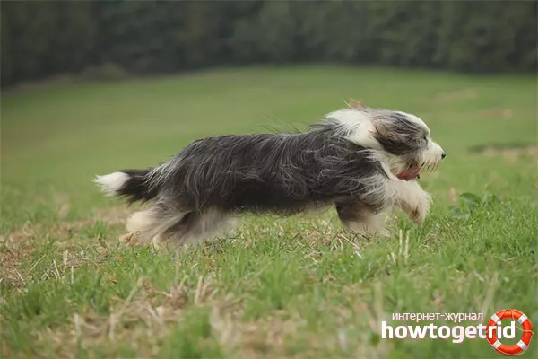 Xarakter xarakteri saqqallı collie