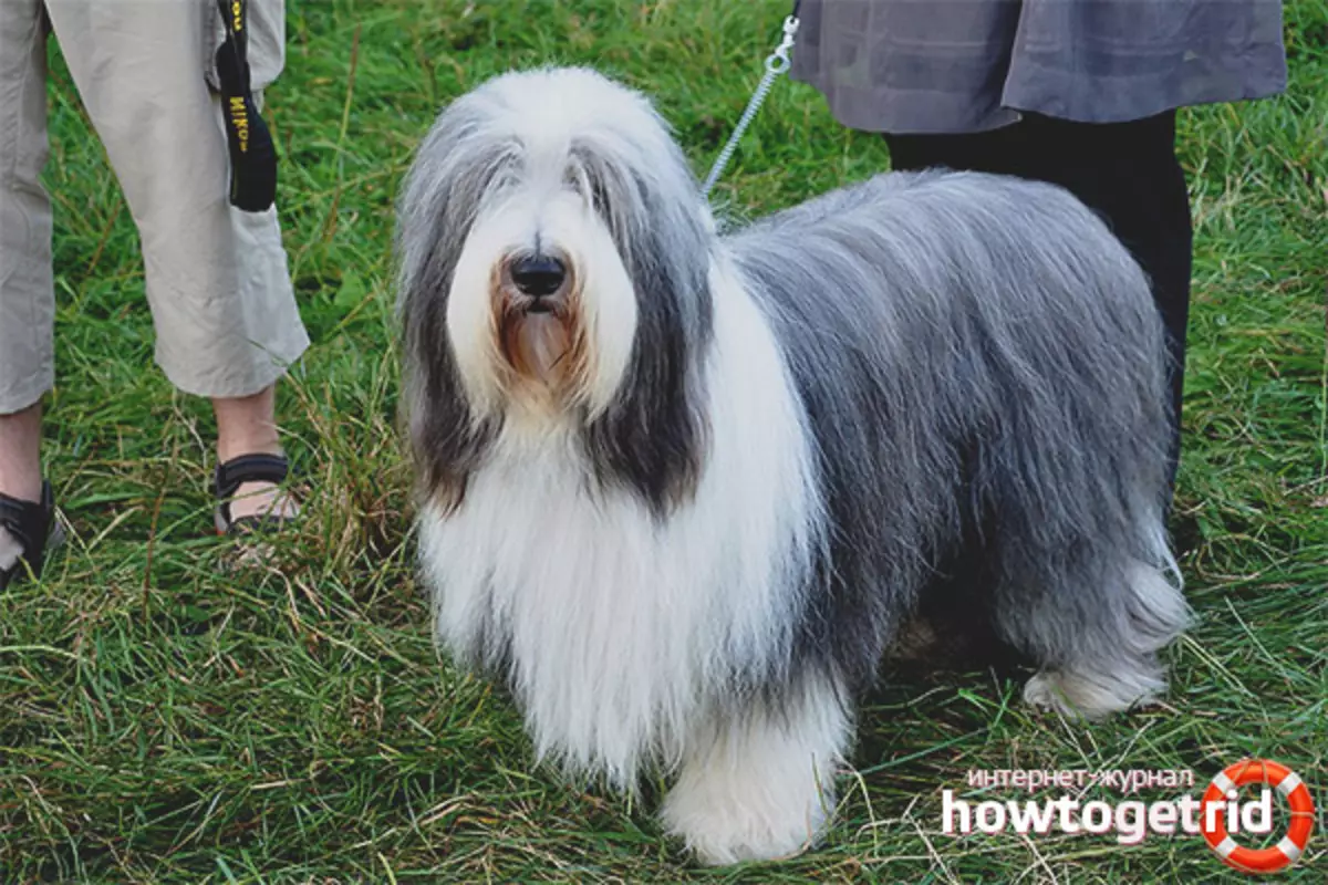 Bearded Collie Care.