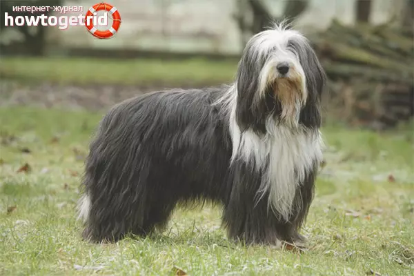 Razza kelb bearded collie