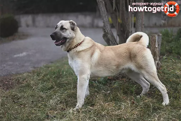 GAMPR (Armėnų Wolfhound) - Šuo Aprašymas ir šunų simbolis 4354_2