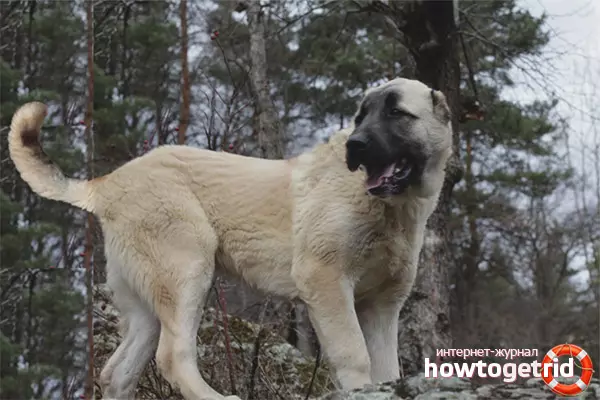 আর্মেনিয়ান Wolfhound.