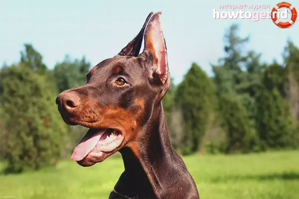 Merkmale des Charakters von Dobermann