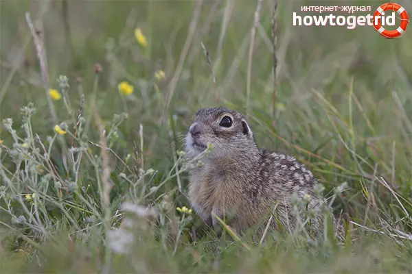 砕いた馬の寿命