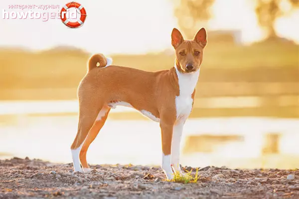 Basenji Eğitimi