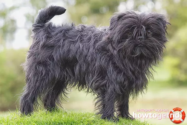 Raça de cão affenpinercher.