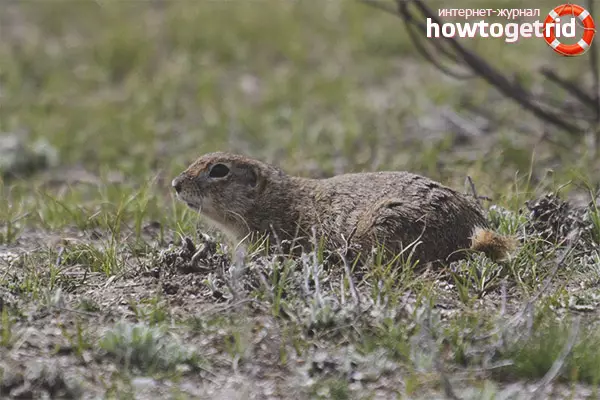 Gaya hidup gophers kecil